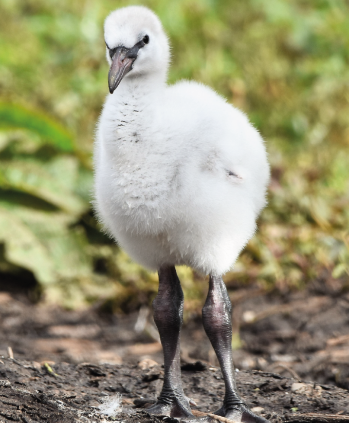 Chilean Flamingo Chicks Hatch For First Time In 10 Years At Martin Mere Chilean Flamingo Chicks Hatch For First Time In 10 Years At Martin Mere